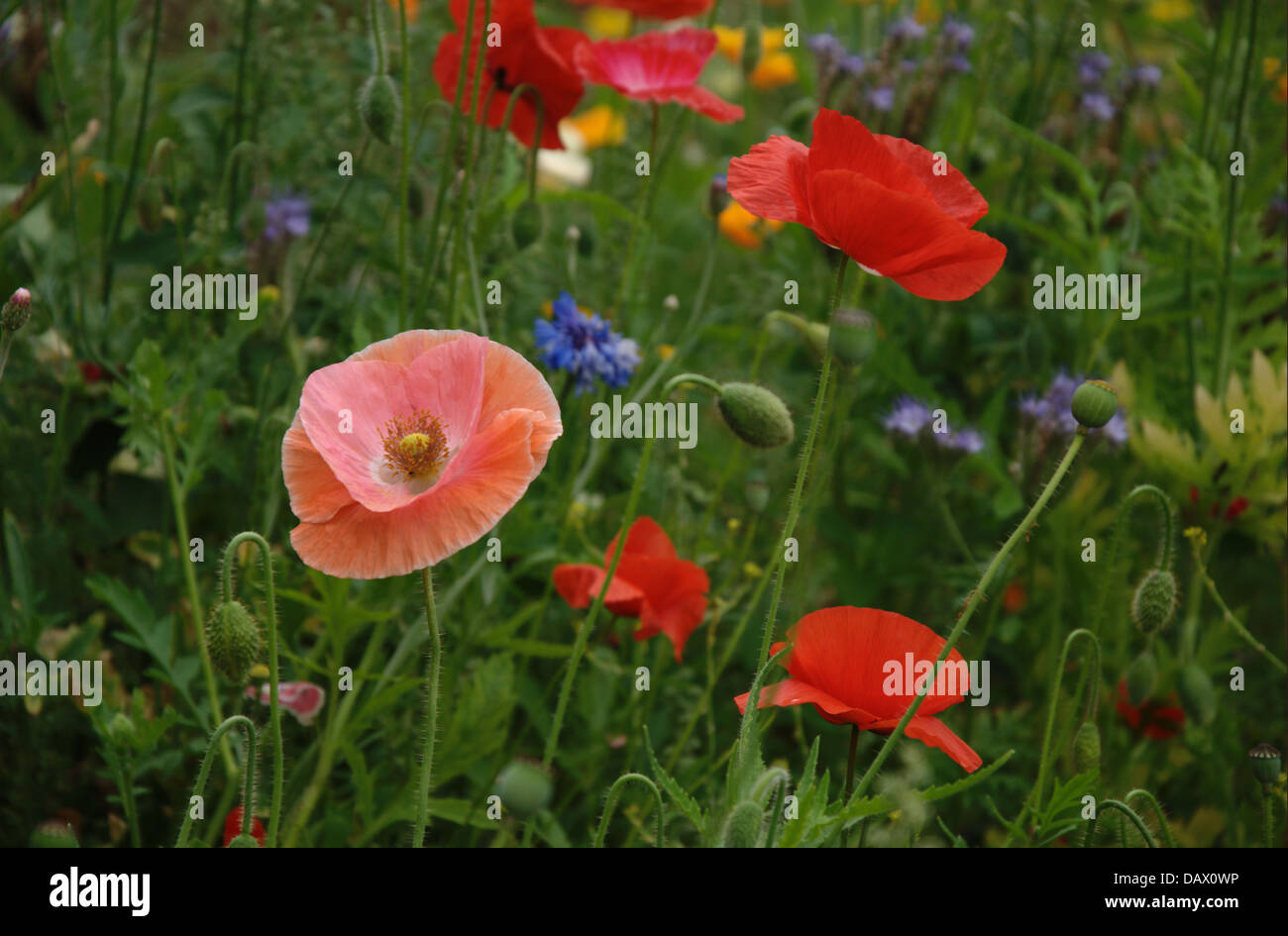 Poppys poppies hi-res stock photography and images - Alamy