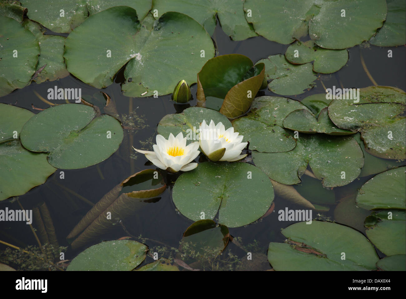 River lilly hi-res stock photography and images - Alamy