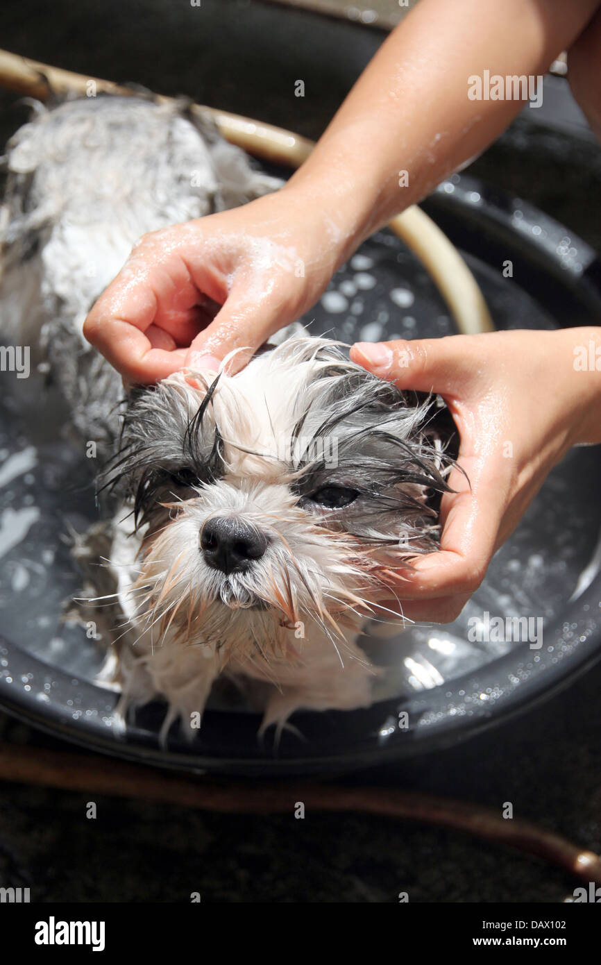 Face of the dog While in the bath and cleaning Stock Photo - Alamy