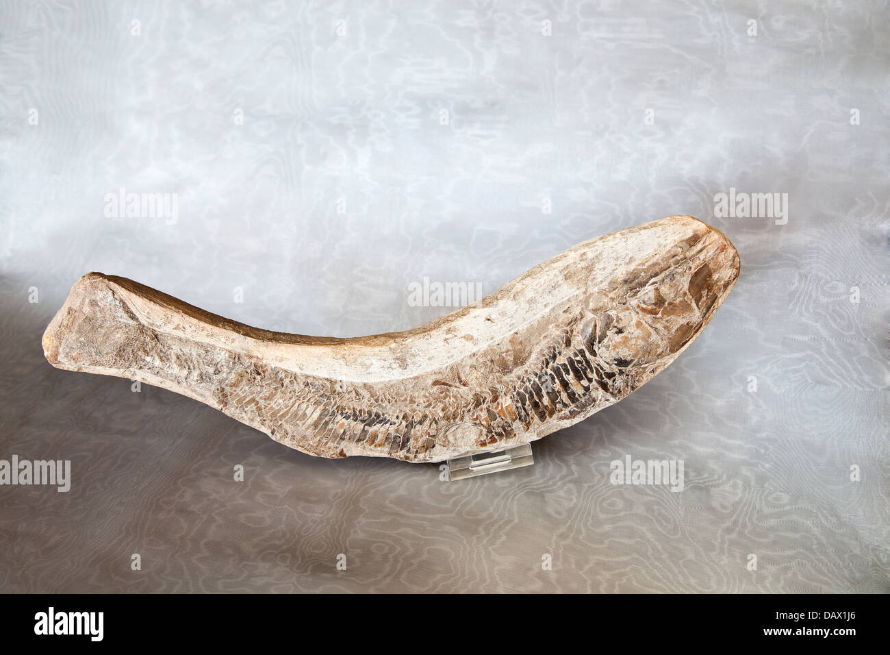 Fish fossil in grey background Stock Photo - Alamy