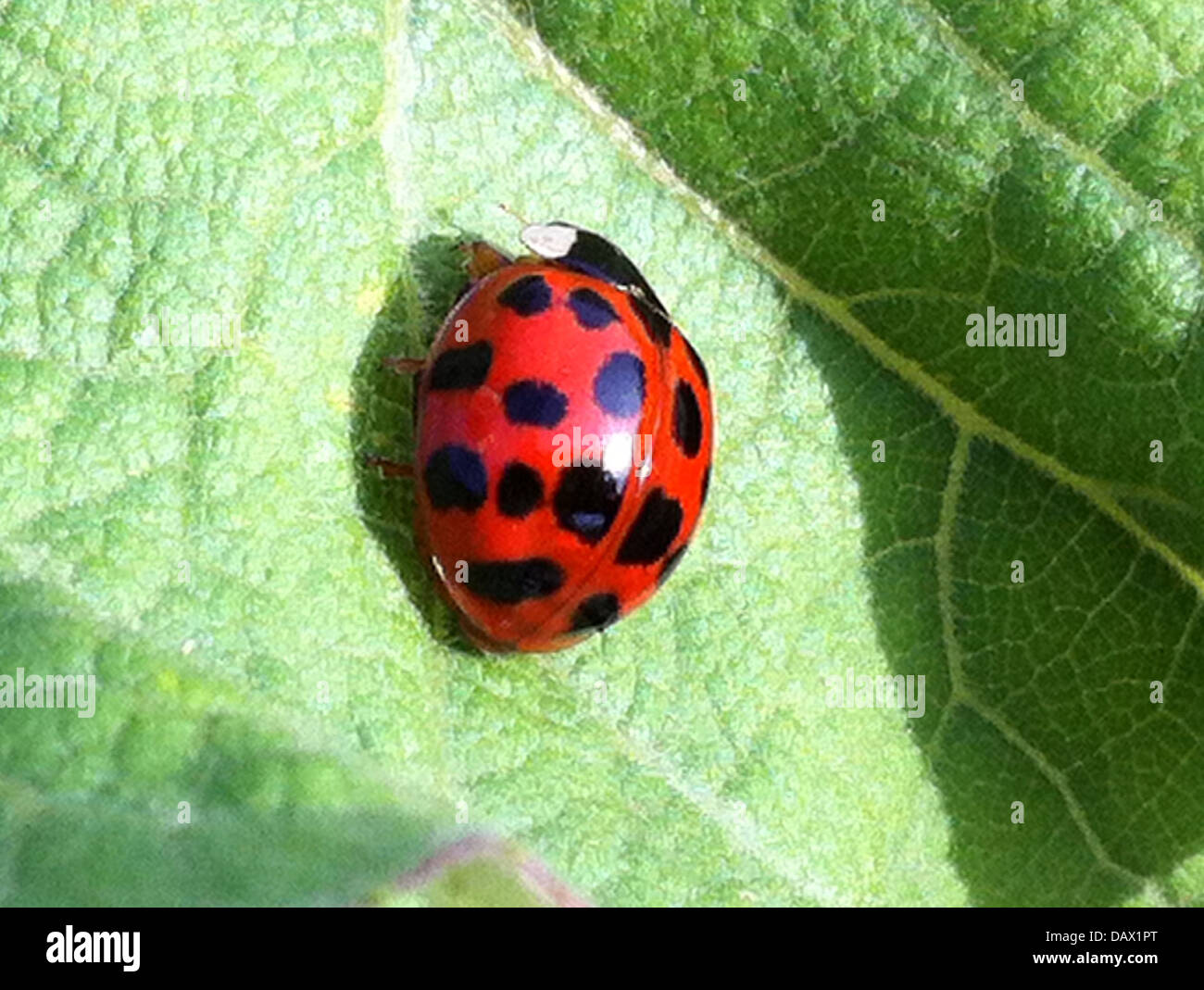 LADYBIRD 10-Spot Ladybird (Adalia 10-punctata) in Berkshire, England ...