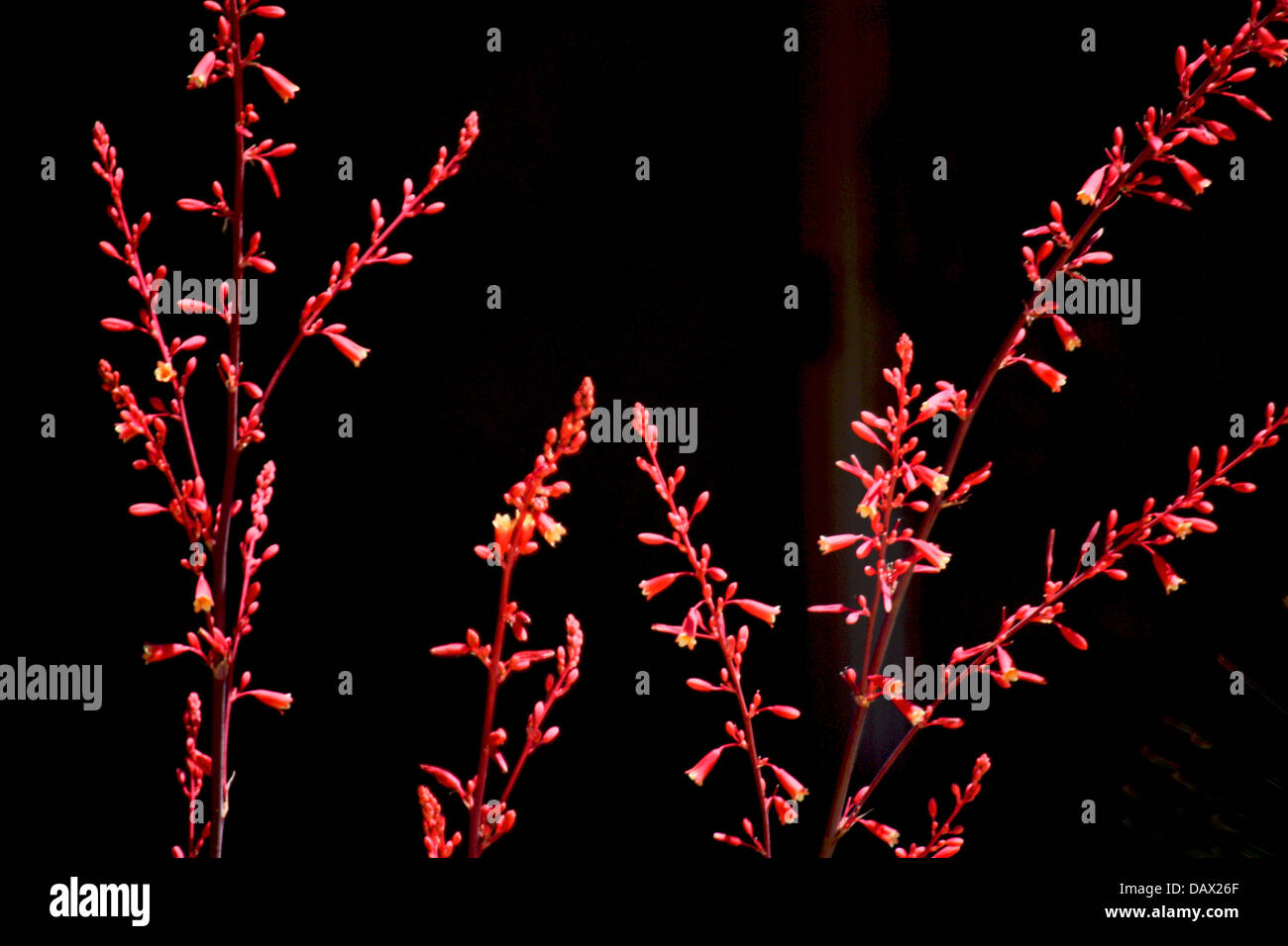 Small Red Bell Flowers Stock Photo - Alamy