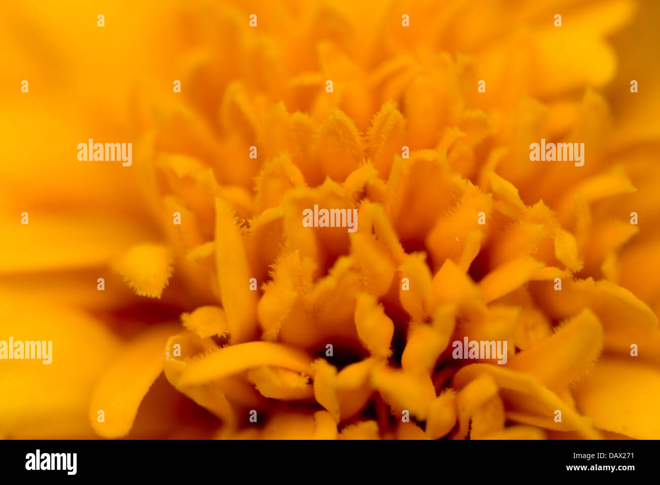 yellow beautiful flower Stock Photo - Alamy