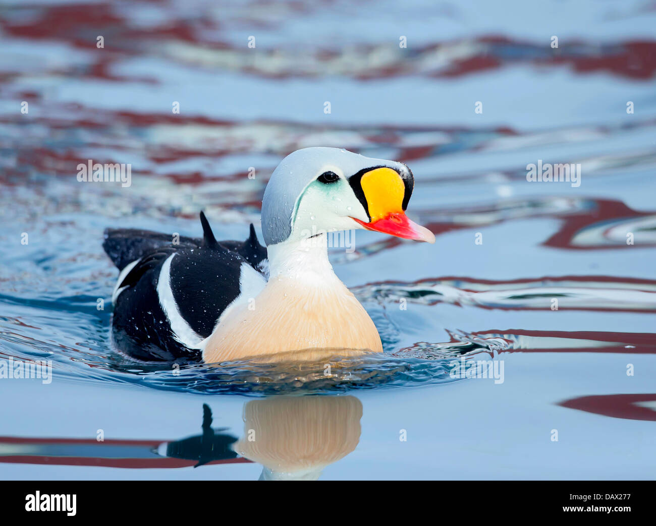 King Eider King Eider – Norsk Polarinstitutt