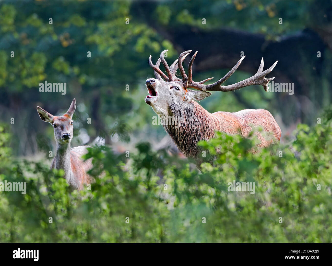 Red Deer stag calling at the rut watched by a hind Stock Photo - Alamy