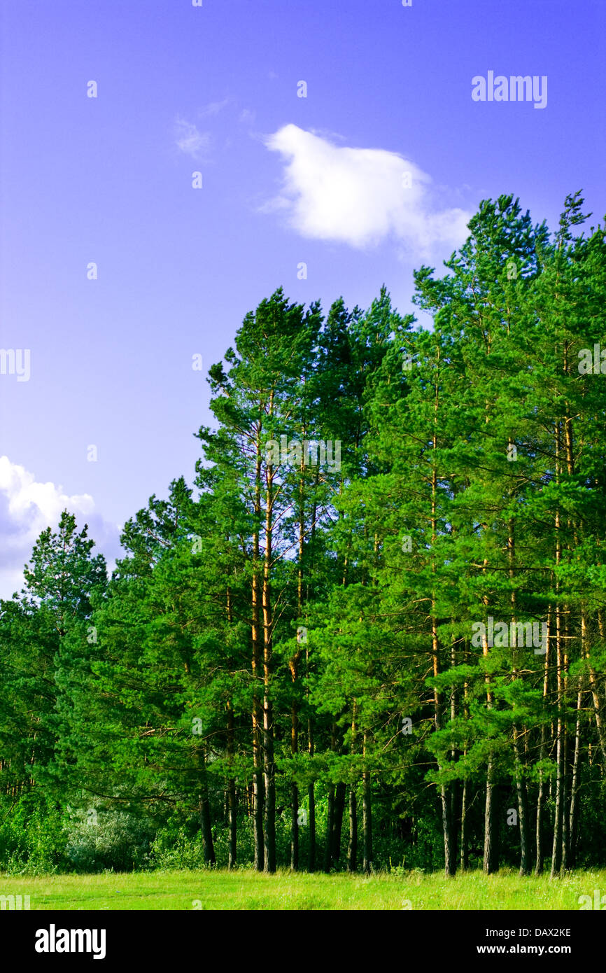 pine forest and blue sky Stock Photo - Alamy