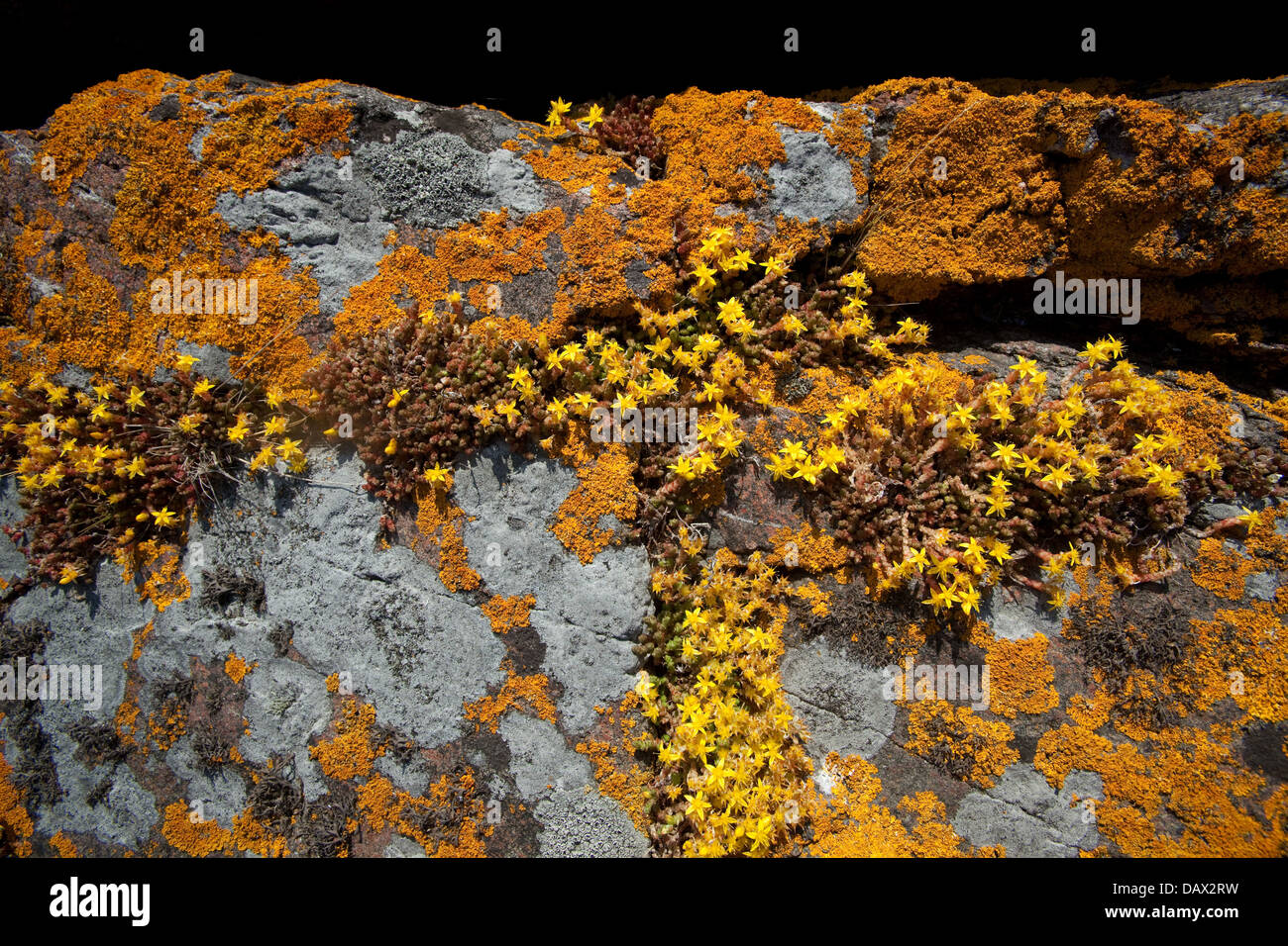 Kokar aland hi-res stock photography and images - Alamy