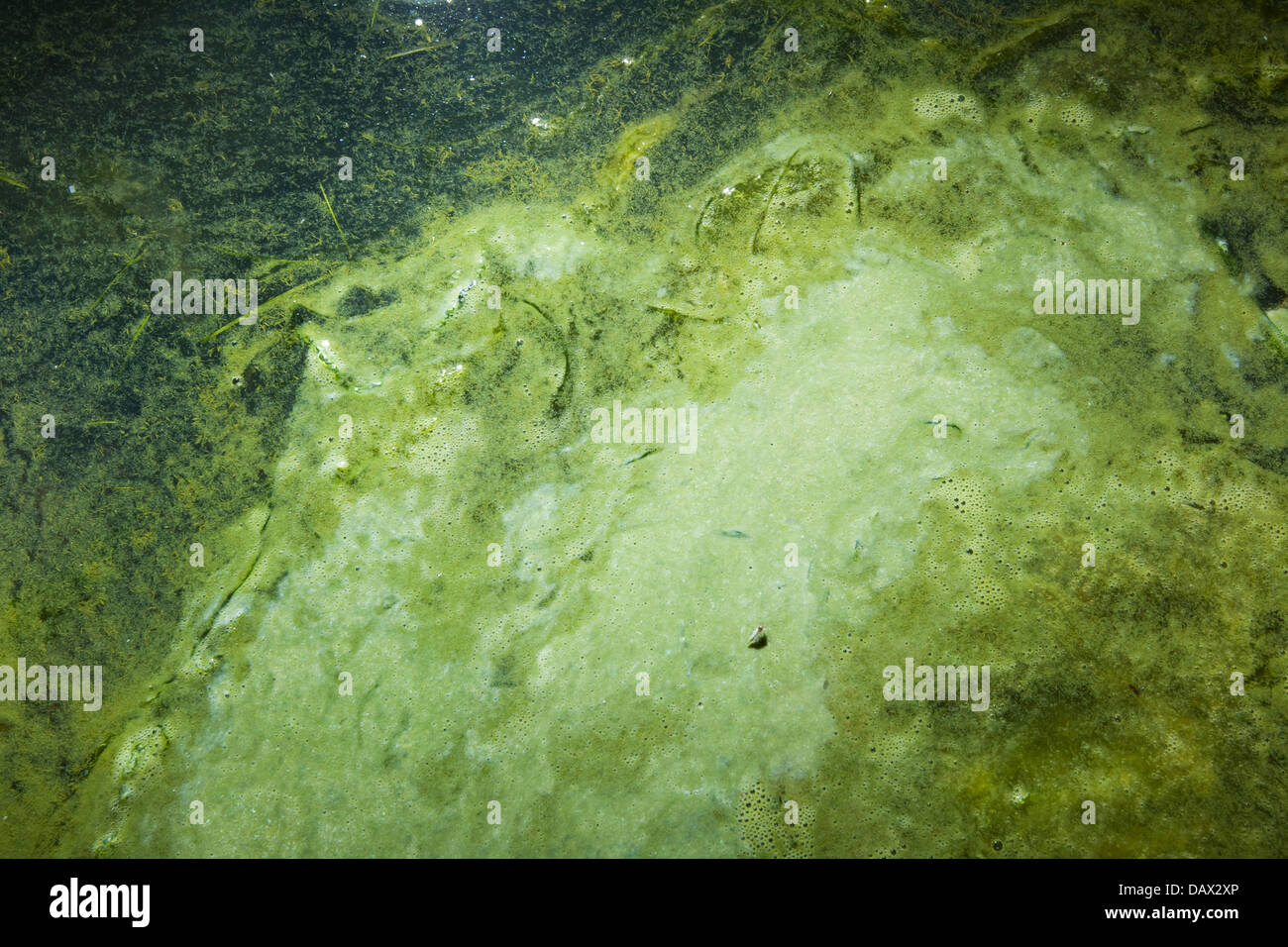 Algal bloom hi-res stock photography and images - Alamy