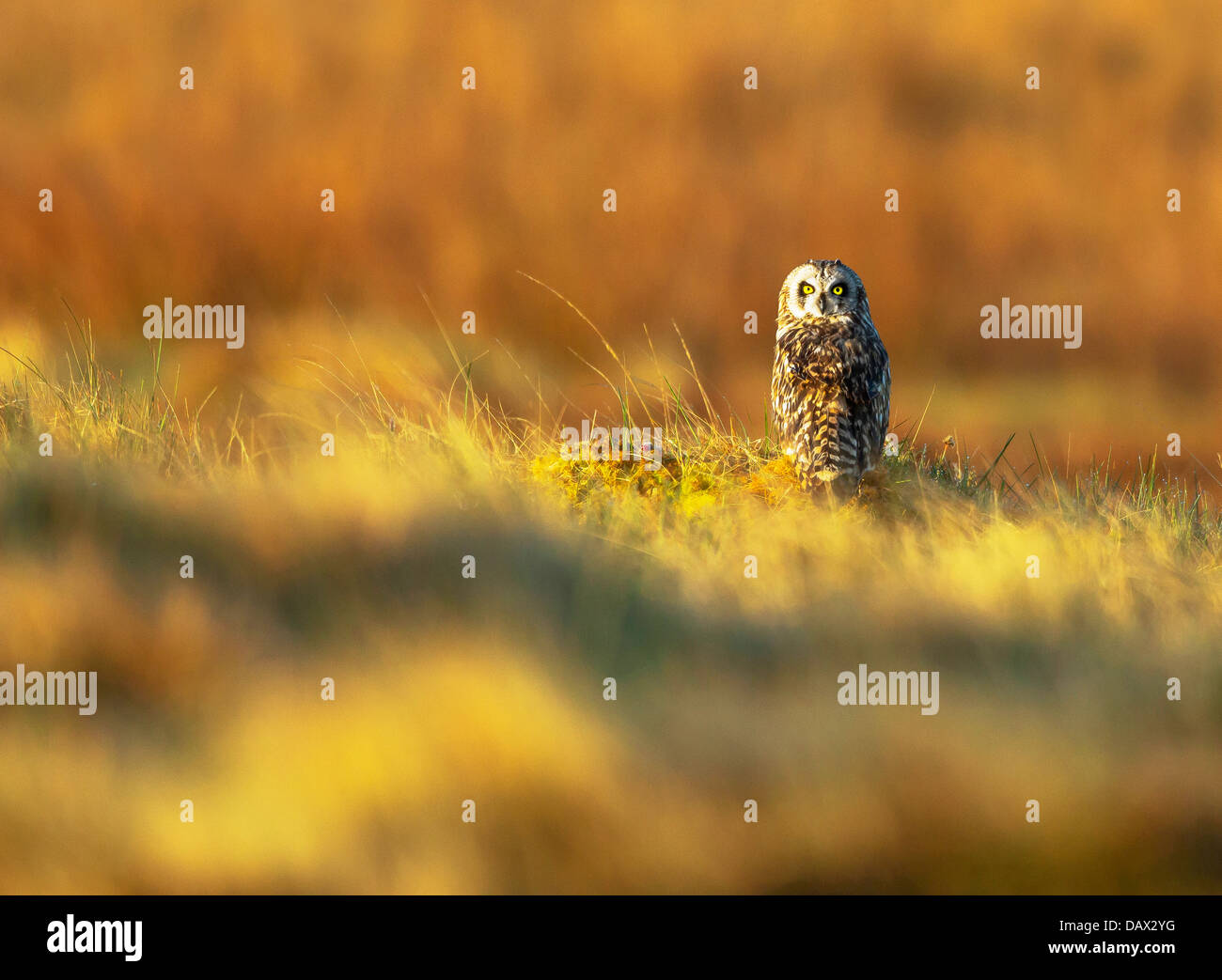 Short-eared Owl in very early morning sunlight Stock Photo - Alamy