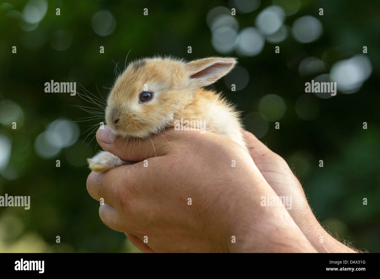 Young rabbit being held Stock Photo - Alamy
