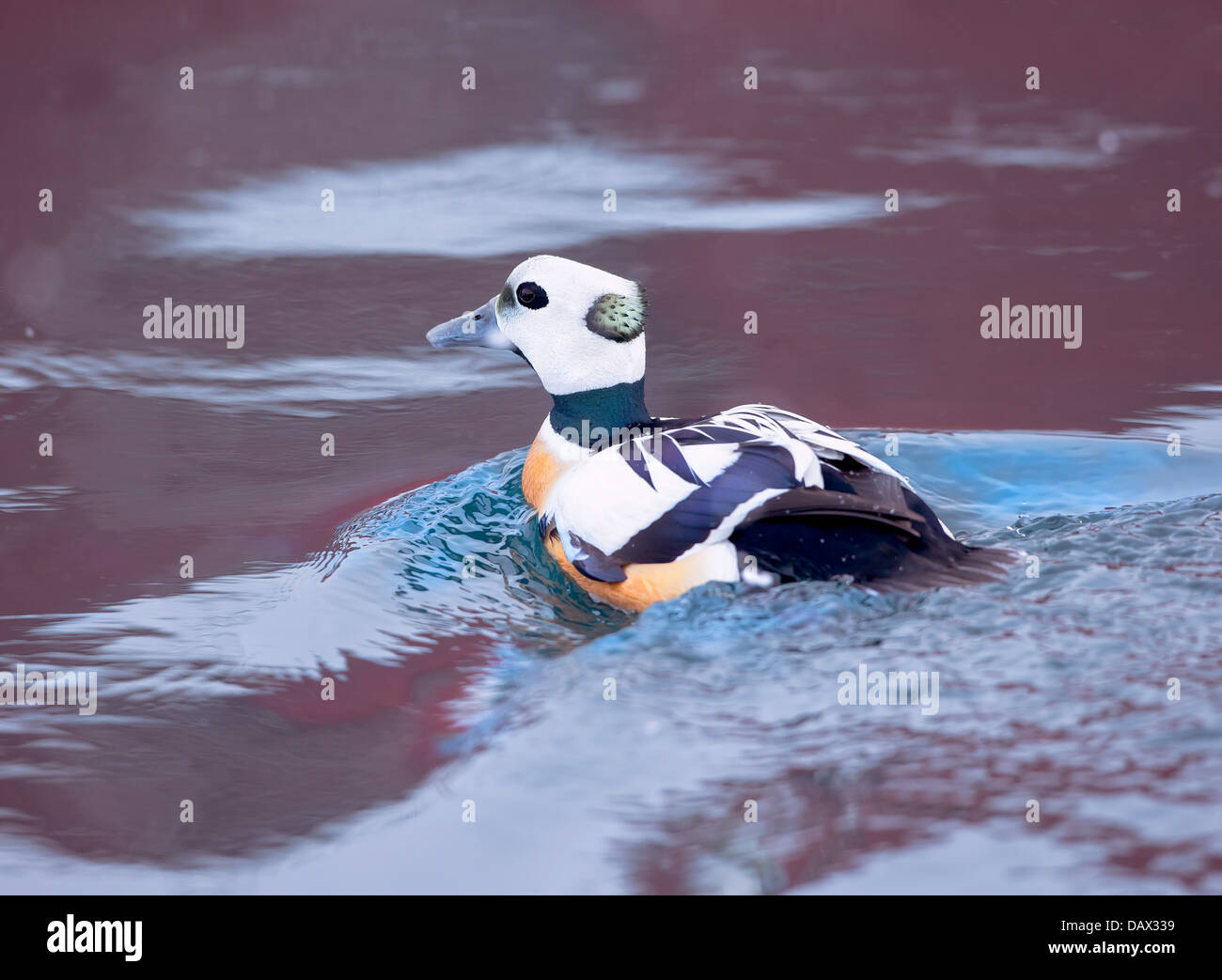 Stellar's Eider in Batsfjord Harbor Northern Norway Stock Photo - Alamy