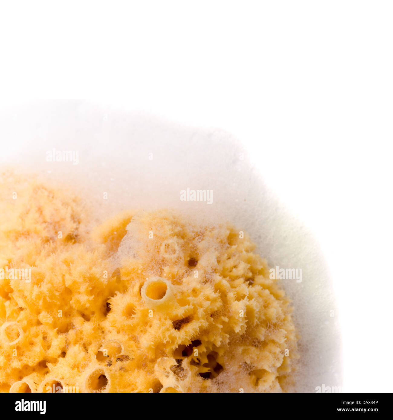 natural sponge with soap foam Stock Photo - Alamy