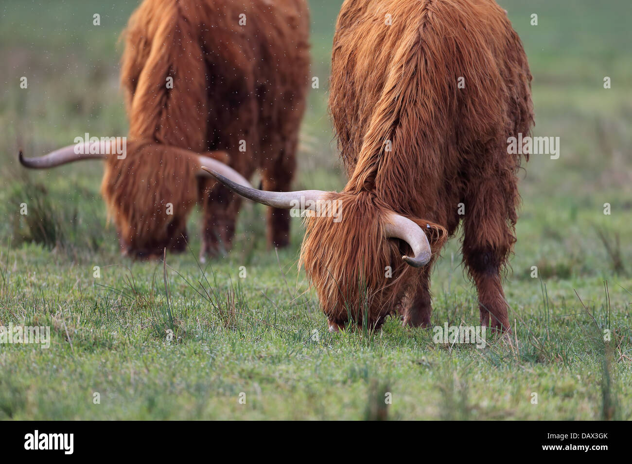 Scottish gaelic hi-res stock photography and images - Alamy
