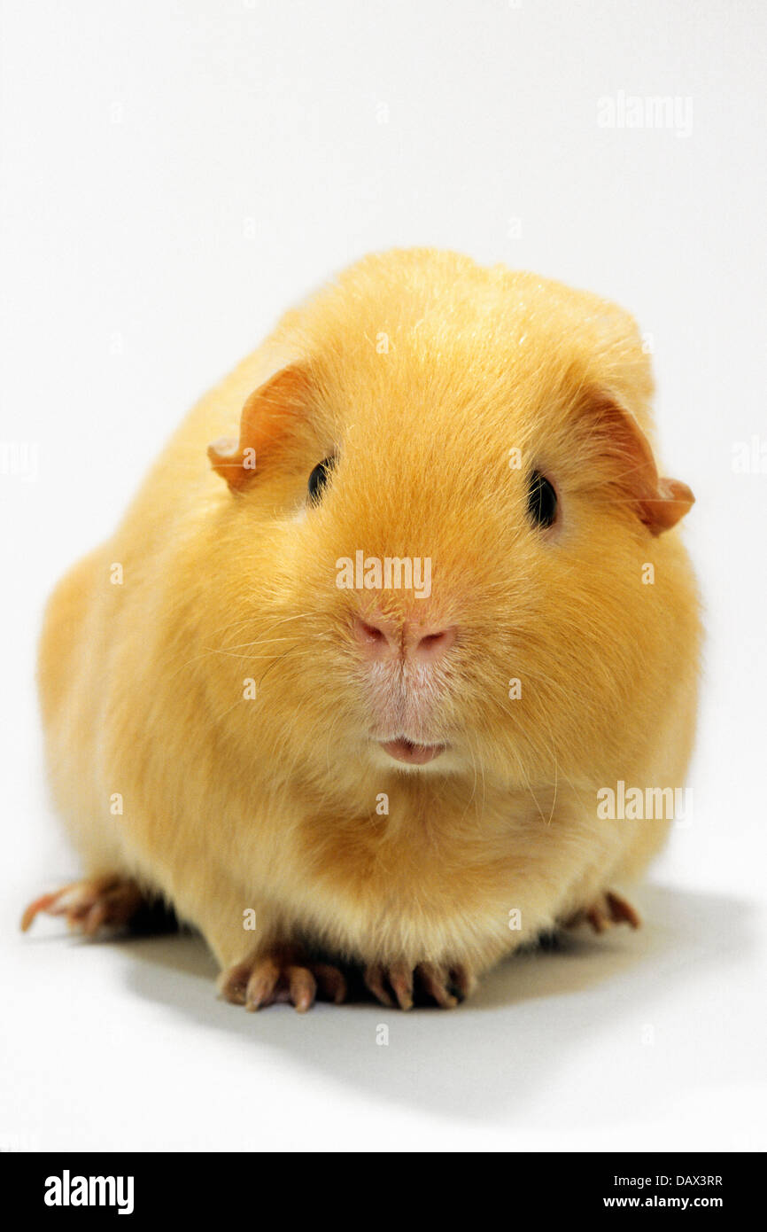 Cute golden cavy / guinea pig (Cavia porcellus) portrait on white ...