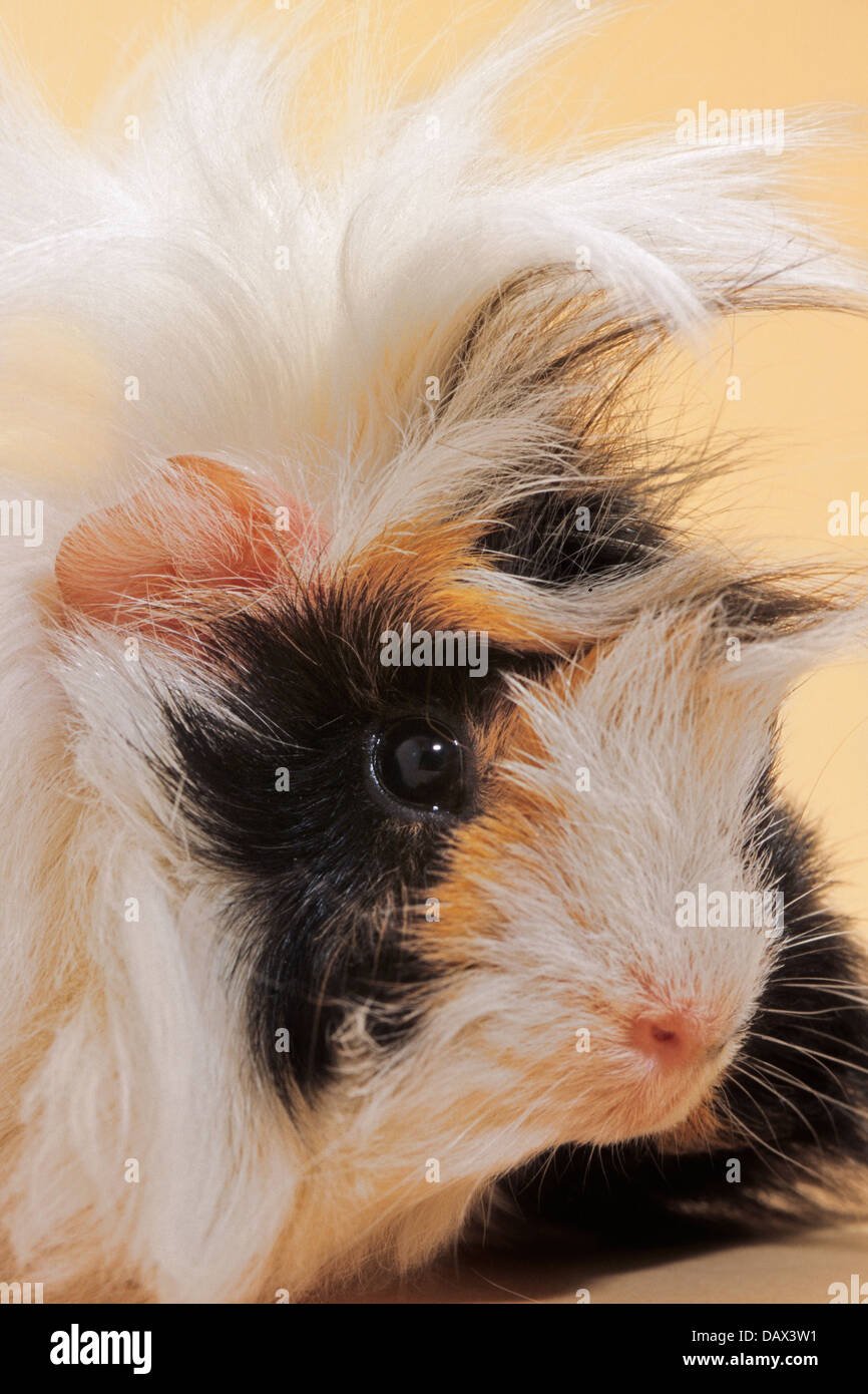 Tri parti-colored rough-coated cavy / guinea pig (Cavia porcellus ...