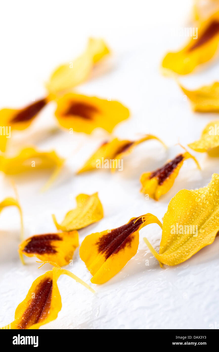 marigold flowers petals Stock Photo - Alamy