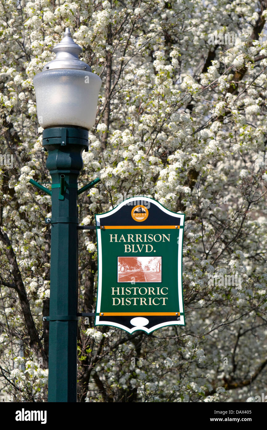 Ornamental pear trees in bloom along Harrison Boulevard in Boise, Idaho ...