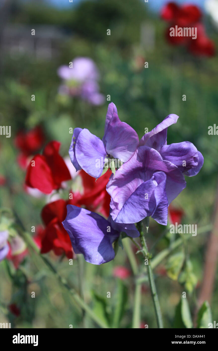 Climbing sweet peas hi-res stock photography and images - Alamy