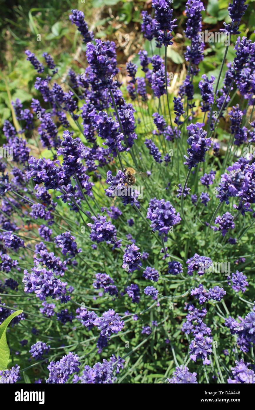 Lavender herb hi-res stock photography and images - Alamy