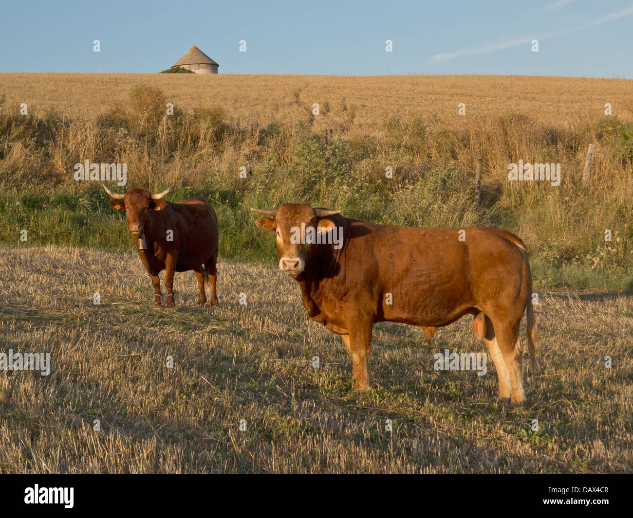 Cows and old farm house in Andalucia, Spain Stock Photo - Alamy