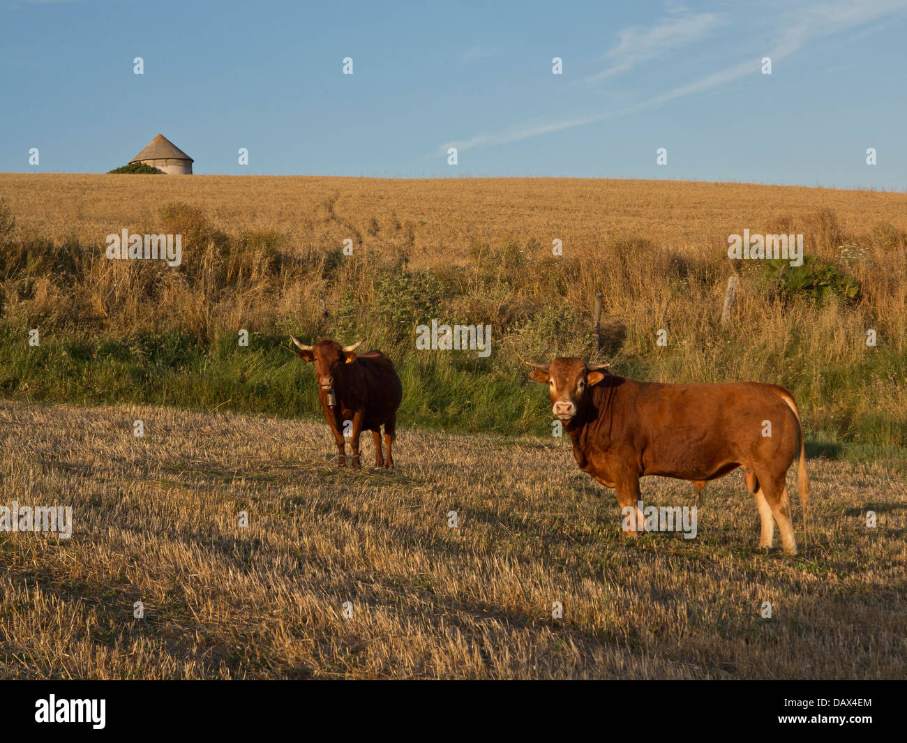 Cows and old farm house in Andalucia, Spain Stock Photo - Alamy