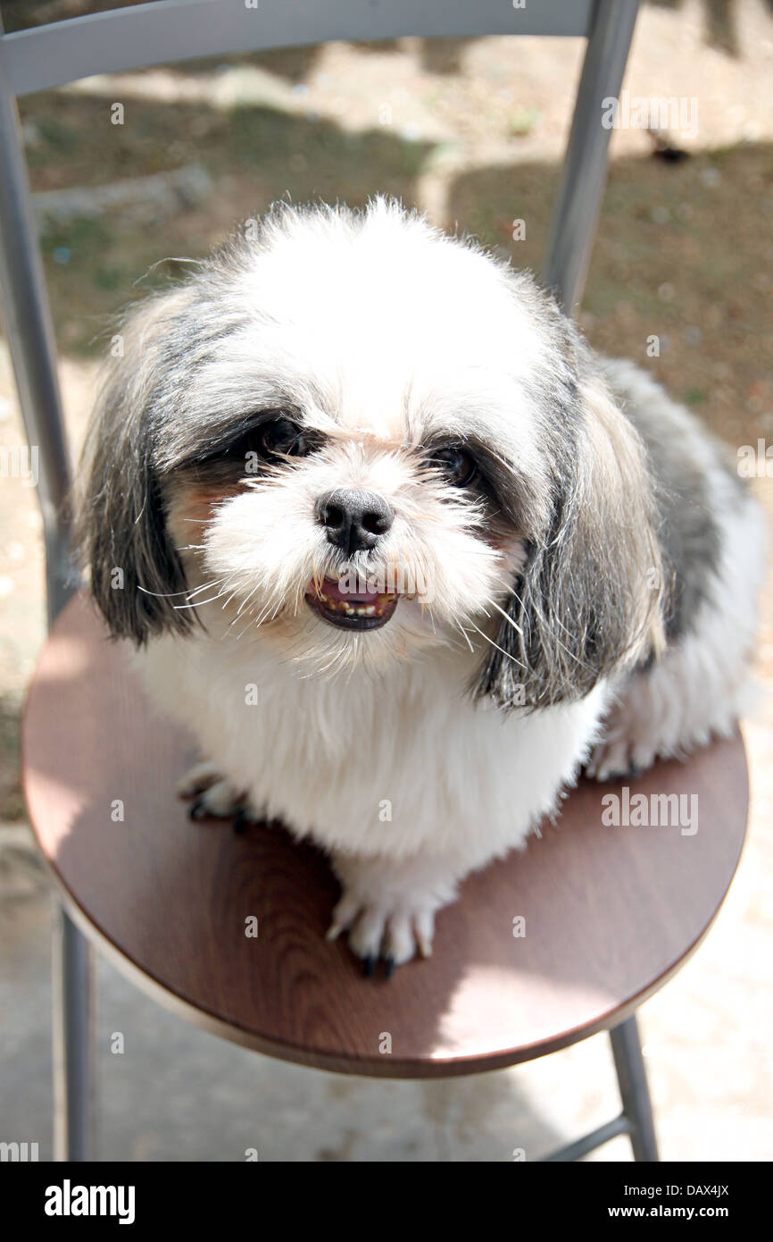 Dog So happy on the chair Stock Photo - Alamy