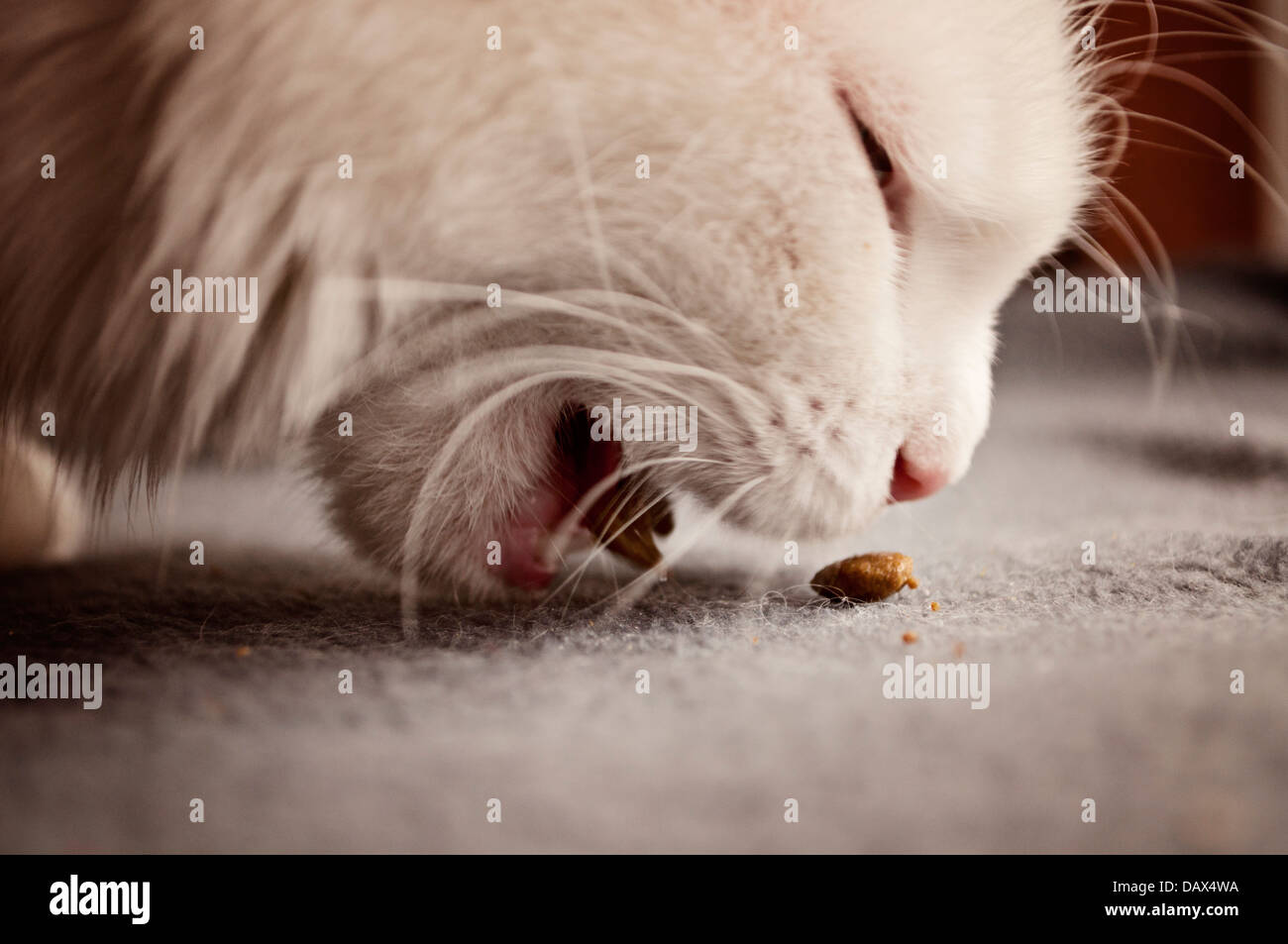closeup of cat eating Stock Photo - Alamy