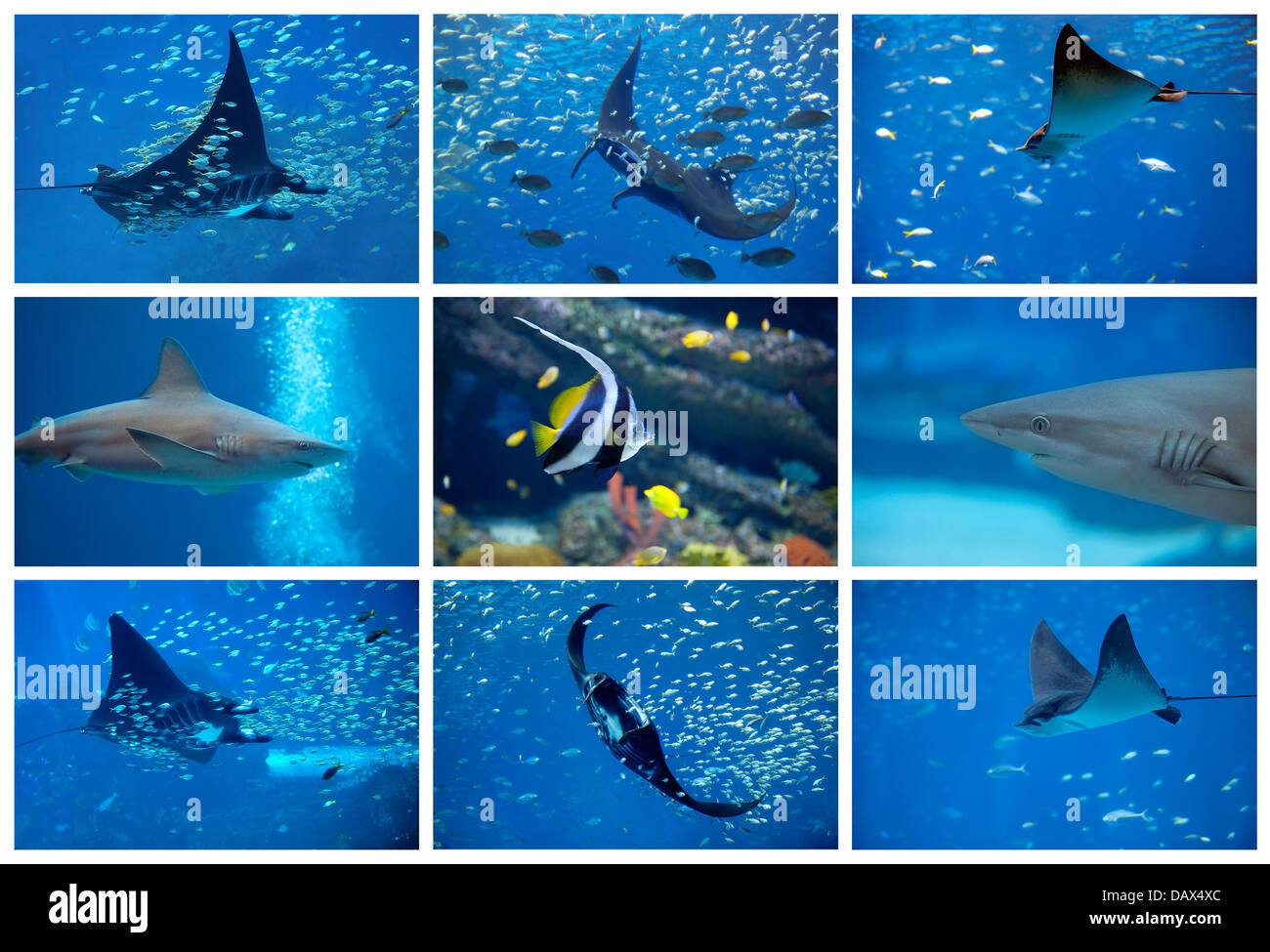 Deep water collage hi-res stock photography and images - Alamy