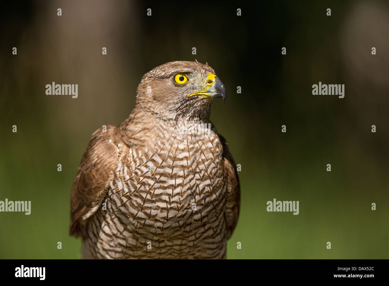 Extreme close-up of a wild Female Northern Goshawk (Accipiter gentilis ...