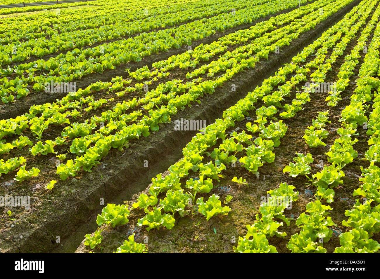 Earth farm hi-res stock photography and images - Alamy