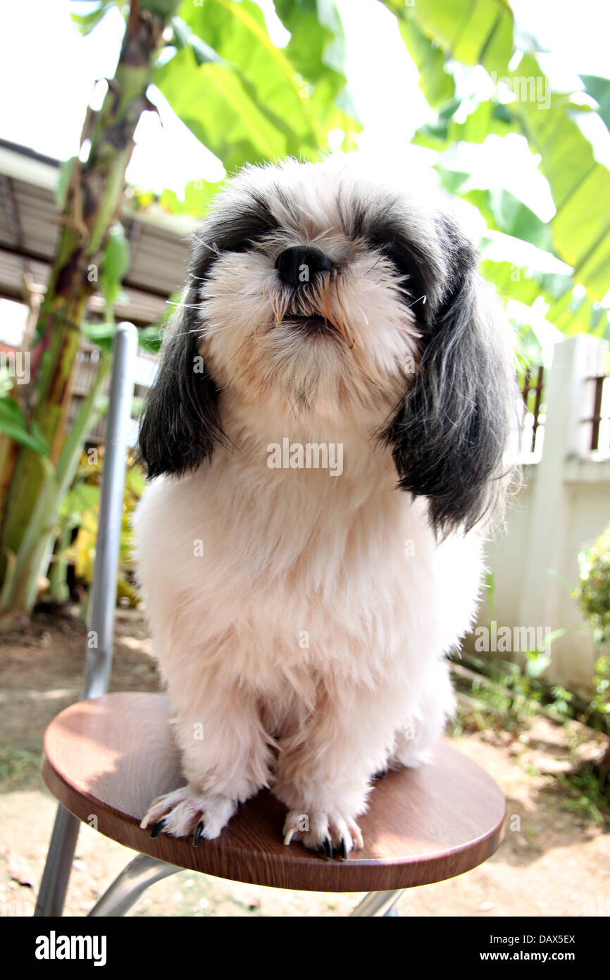 The dog is about to jump down from the chair Stock Photo - Alamy