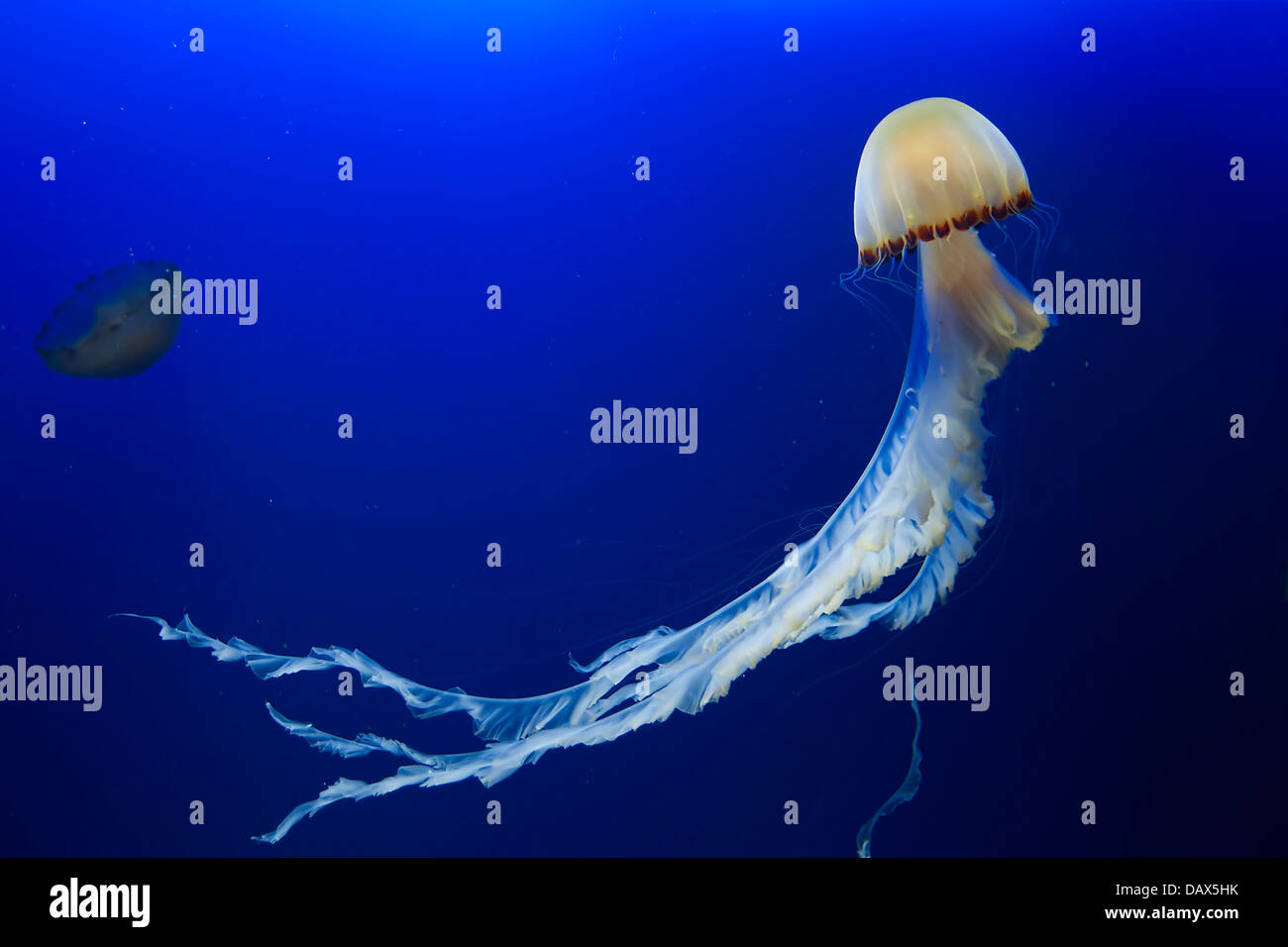 Jelly fish burn hi-res stock photography and images - Alamy