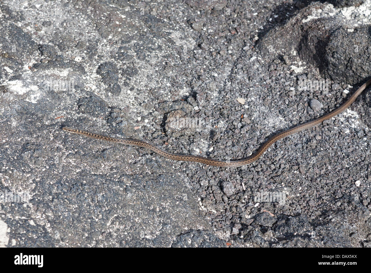 Galapagos Snake, Alsophis dorsalis, on a lava rock, Punta Espinoza ...