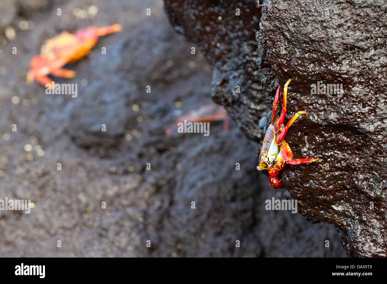 Espin hi-res stock photography and images - Alamy