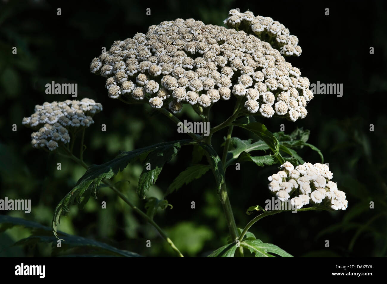 The defining characteristic of this family is the inflorescence: a ...