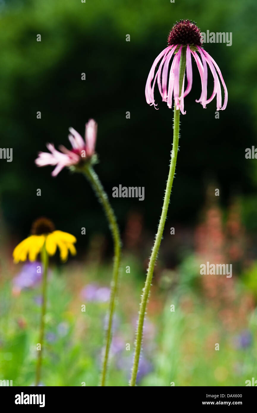 Coneflower Echinacea purpurea Prairie splendor flowers in garden ...