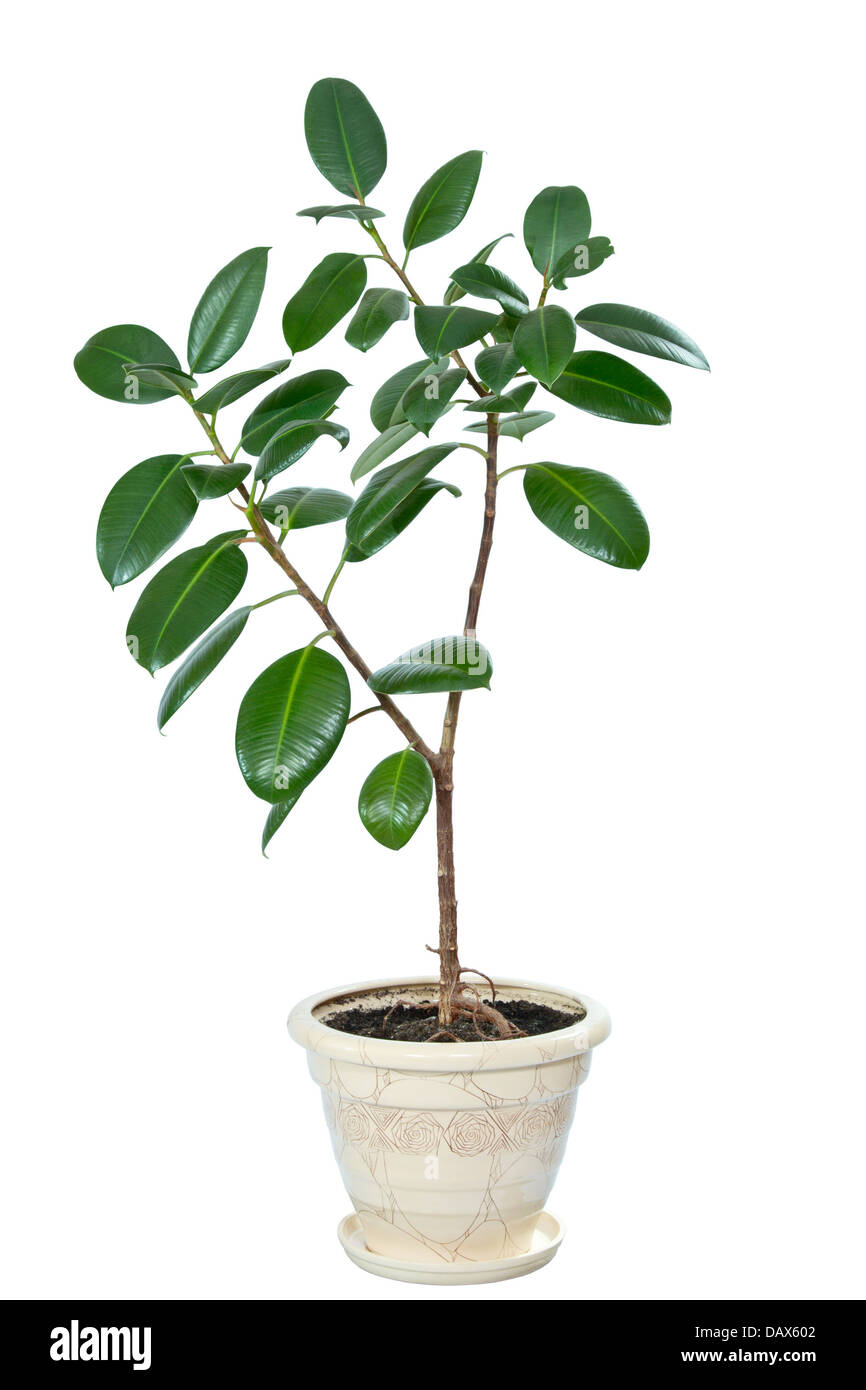 Ficus flower hi-res stock photography and images - Alamy