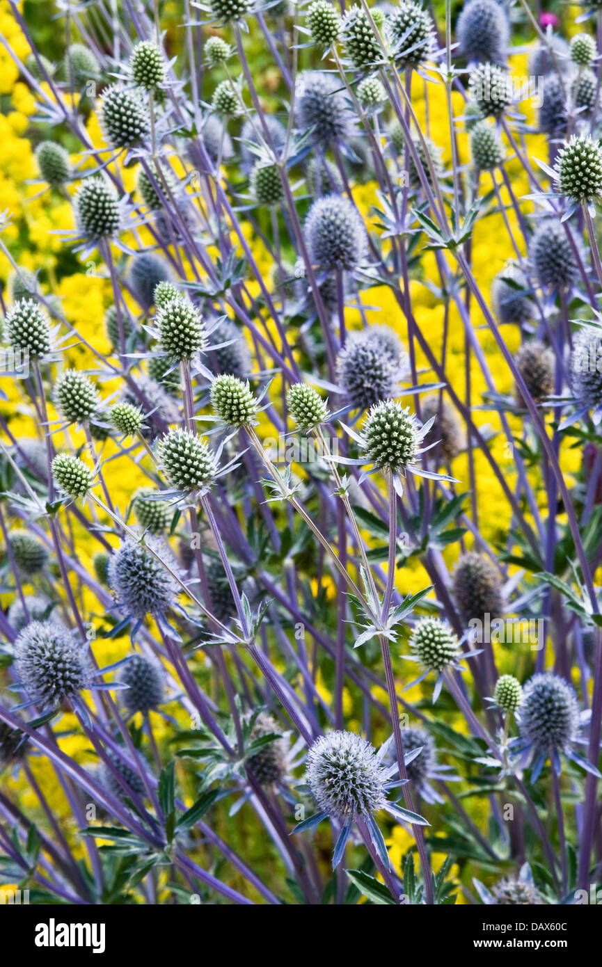 Button snake-root, rattlesnake master (Eryngium yuccifolium) flowers ...