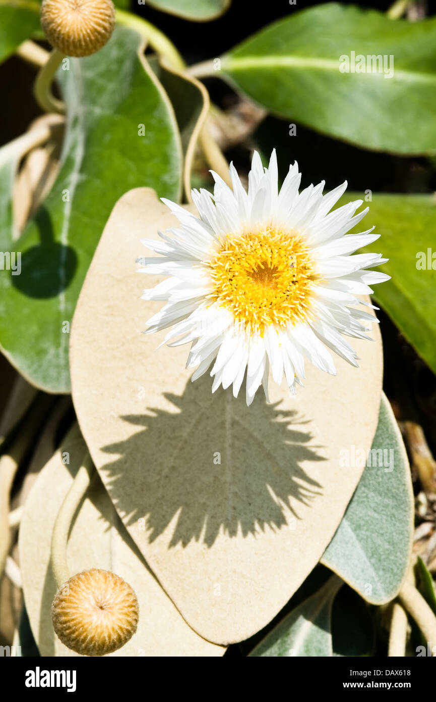 White daisy buds flower hi-res stock photography and images - Alamy