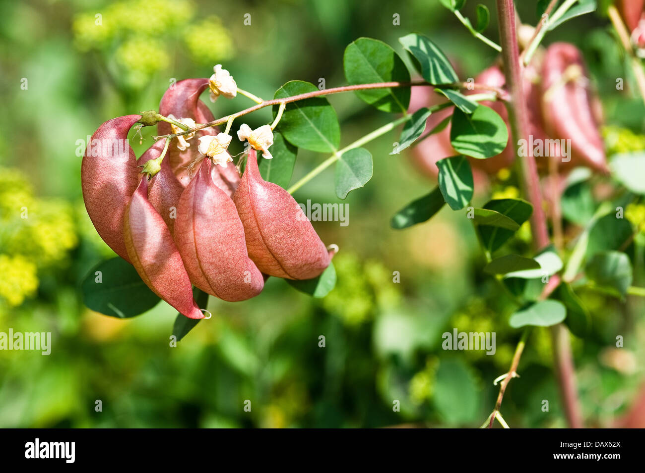 Bladder senna (Colutea arborescens) fruting shrub native to Europe and ...