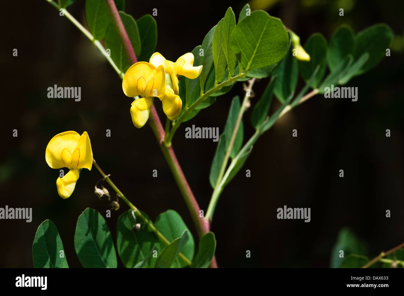 Bladder senna (Colutea arborescens) flowers and leaves shrub native to ...