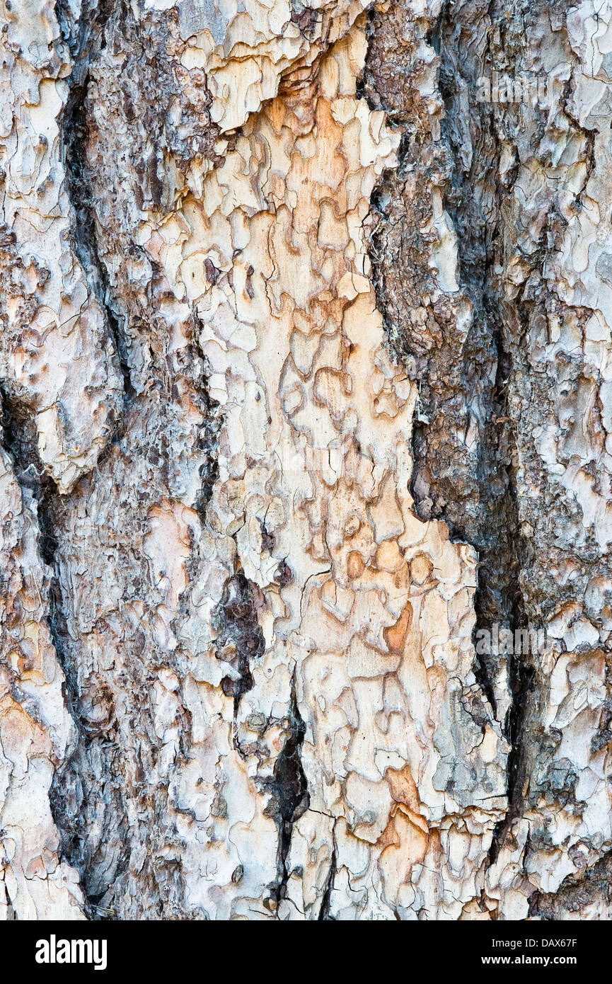 European native plants hi-res stock photography and images - Alamy