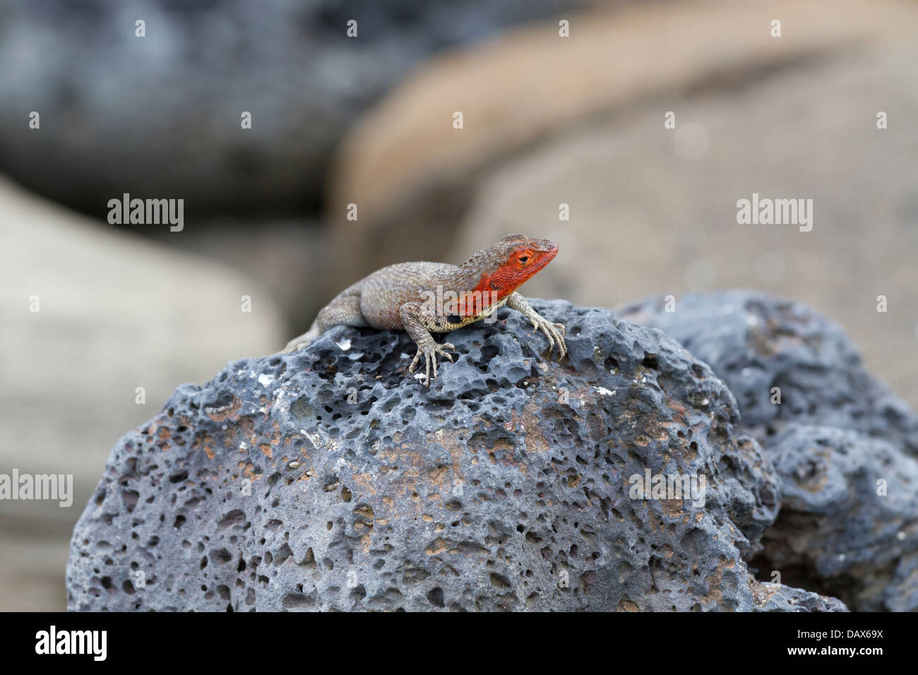 Galapagos Lava Lizard, Microlophus, Puerto Egas, Santiago Island ...