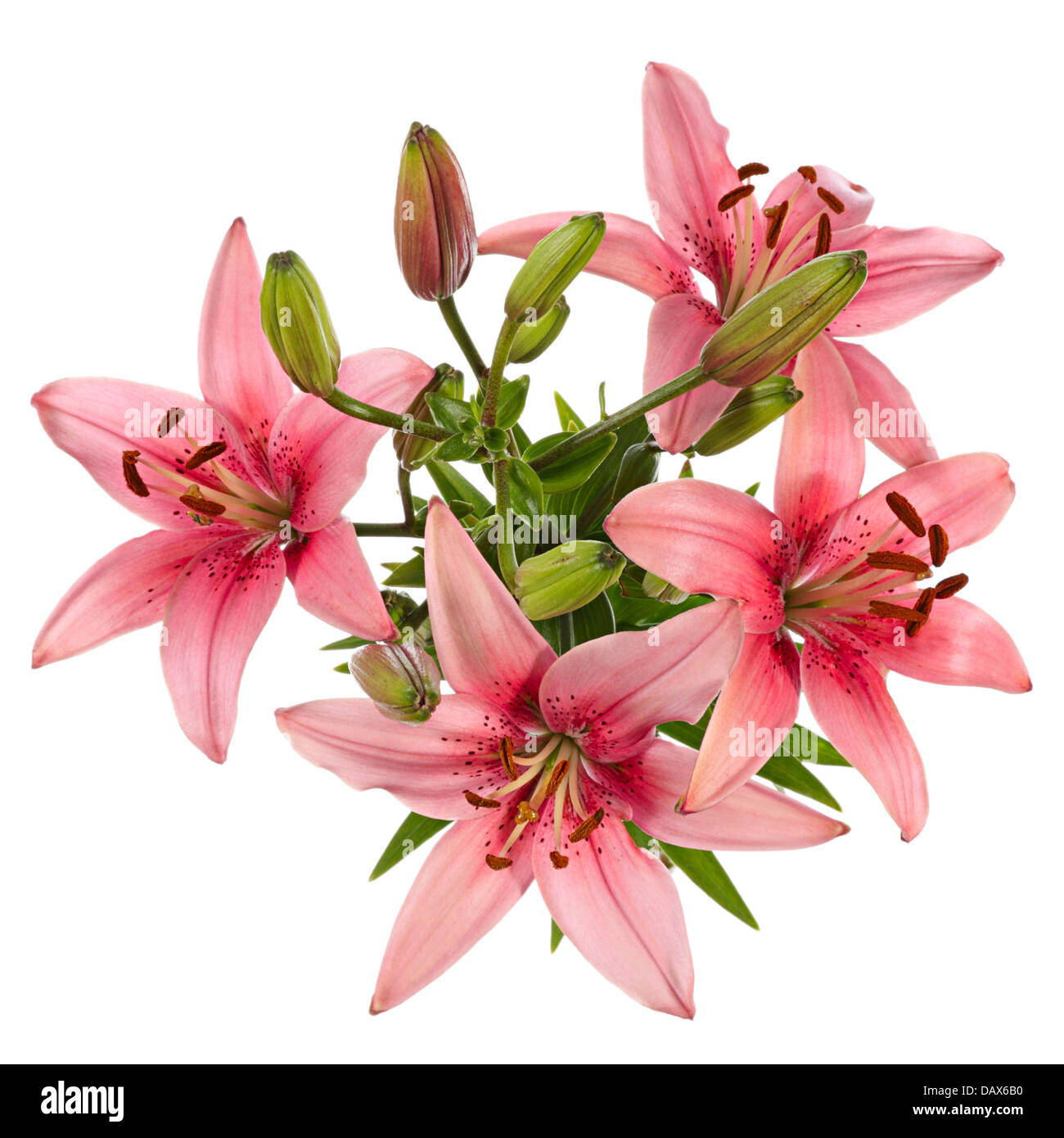 Festive floral pattern background Cut Out Stock Images & Pictures - Alamy