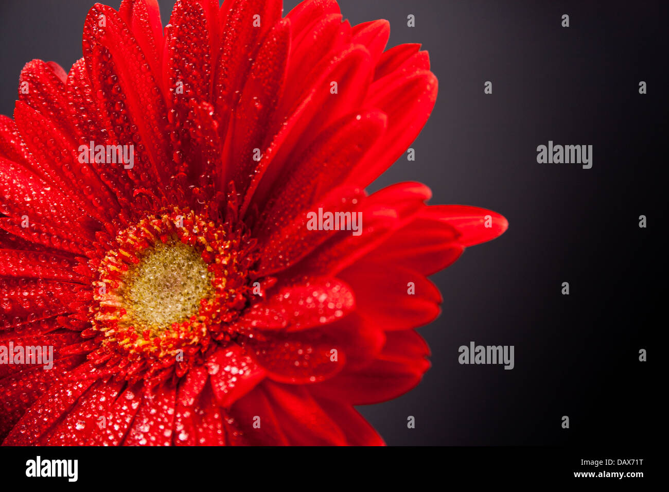 red gerbera flower Stock Photo - Alamy