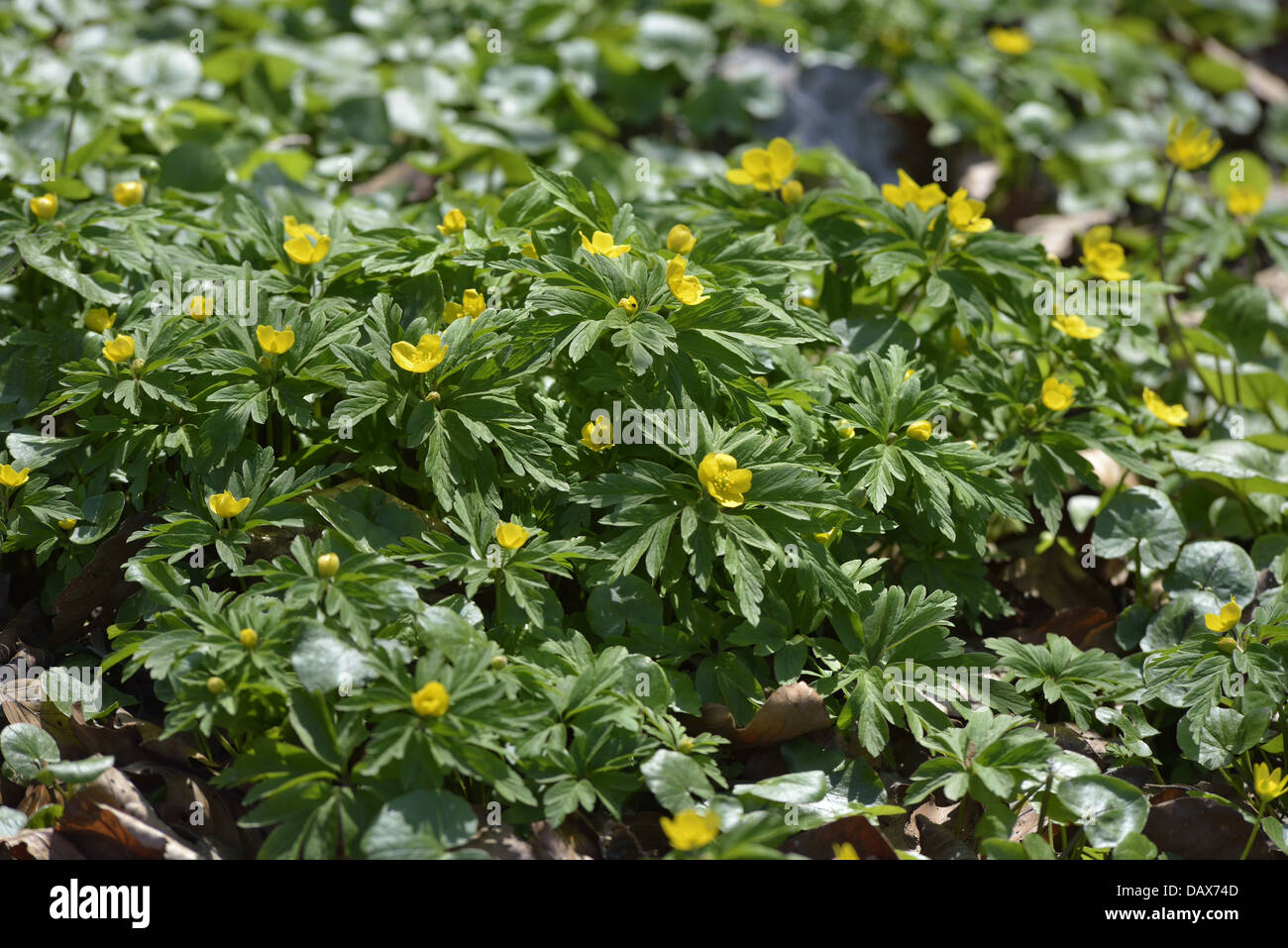 Yellow wood anemone (Anemone ranunculus) growing in a deciduous forest ...