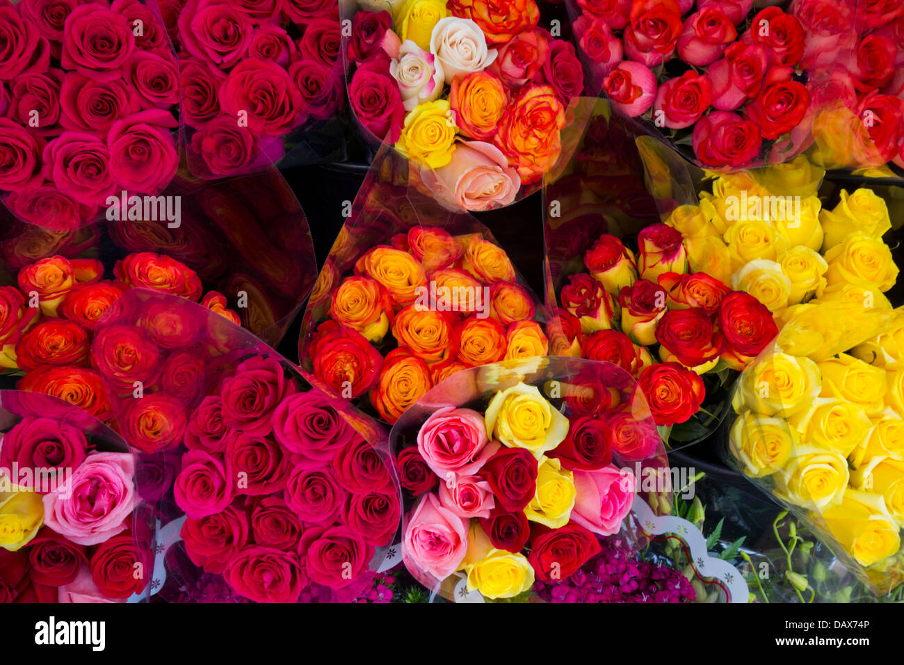 Bunches of pink roses hi-res stock photography and images - Alamy