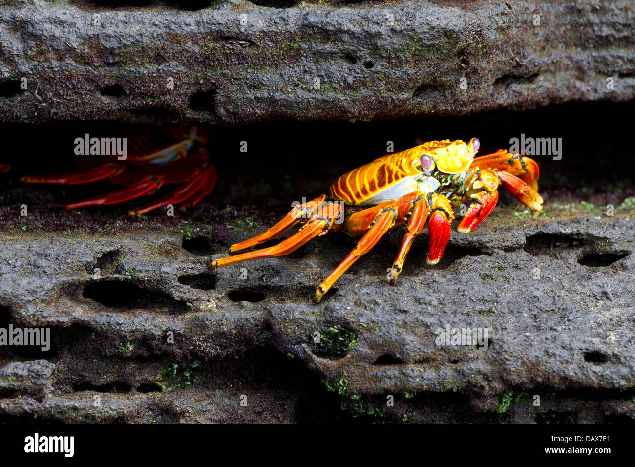 Sally Lightfoot Crab, Grapsus grapsus, Puerto Egas, Santiago Island ...