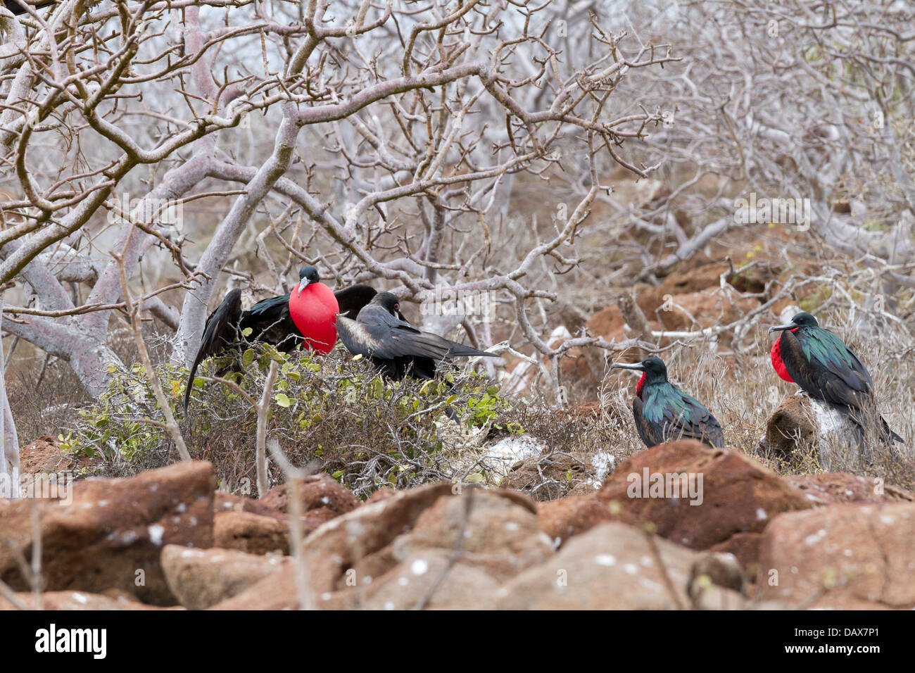 Fregata gular pouch High Resolution Stock Photography and Images - Alamy