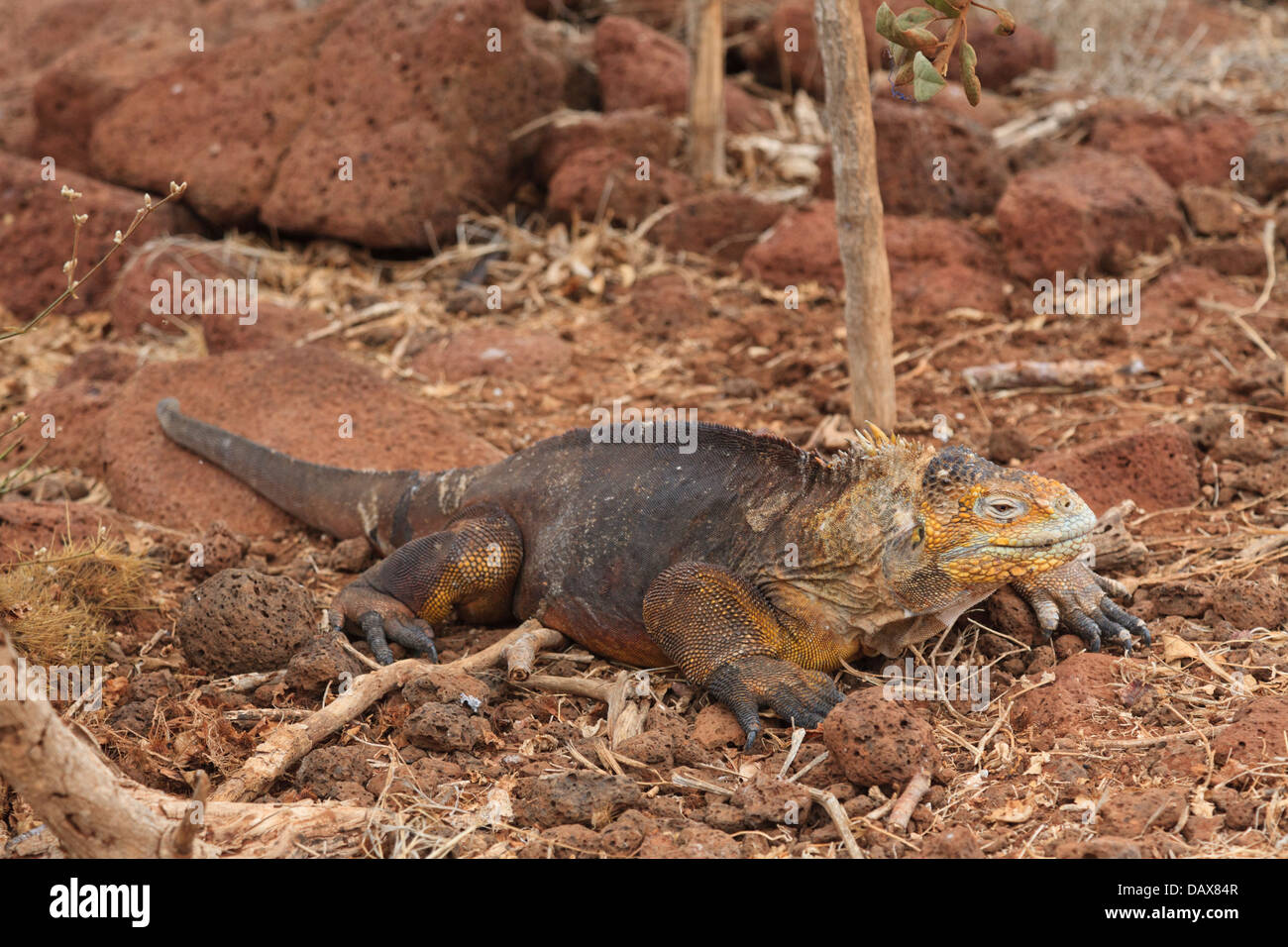 Galapagos land iguana, Conolophus subcristatus, North Seymour ...